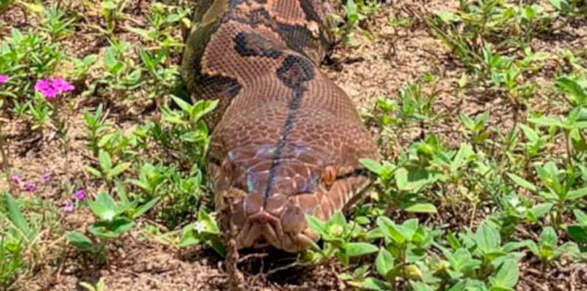 Conheça Ginormica, uma das maiores cobras do mundo | Quenotícias